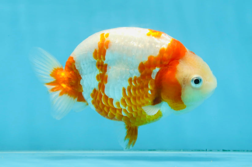AAA Grade Special Red White Kohaku Chinese Ranchu Male 5 inches #10102 ...