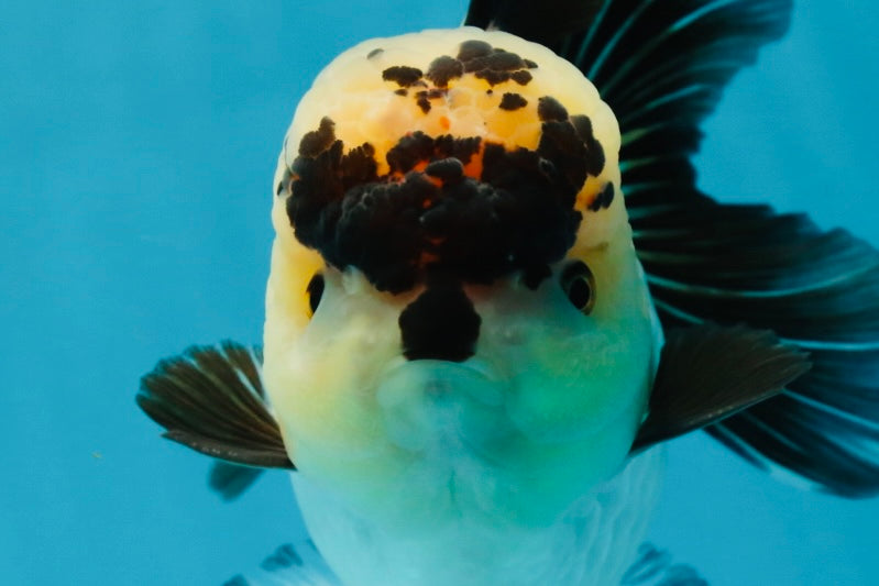 A Grade Panda Oranda Female 5-5.5 inches #050925OR_35 – Jimmy Goldfish