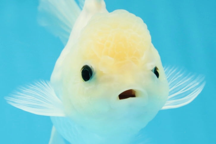 Perfect A Grade Snow White Button Eyes Oranda Female 5-5.5 inches #032 ...