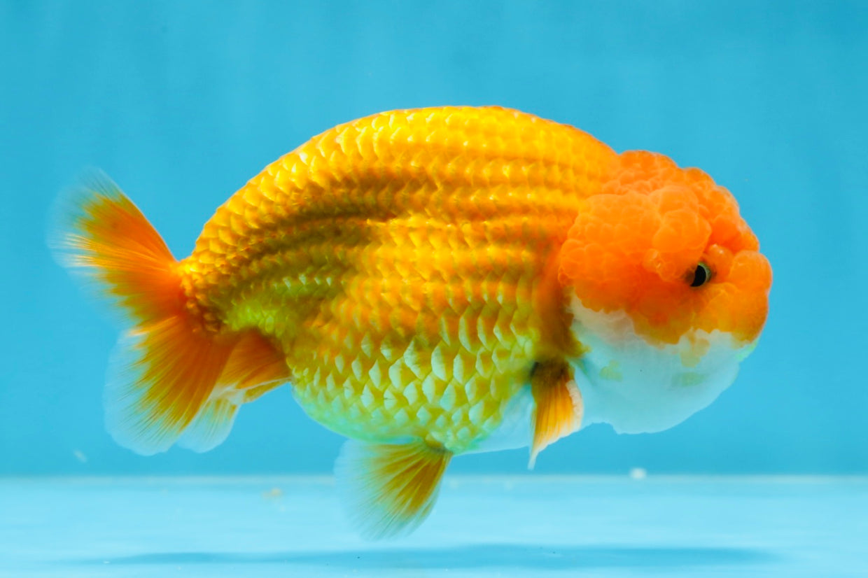 New Arrivals – Page 2 – Jimmy Goldfish