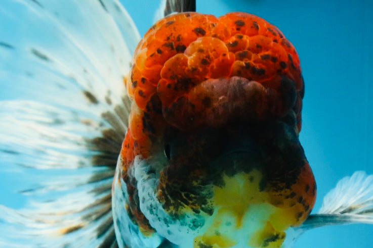 THICK BODY AAA Grade Calico Kirin Oranda Male 5.5 inches #102425OR_20 – Jimmy Goldfish