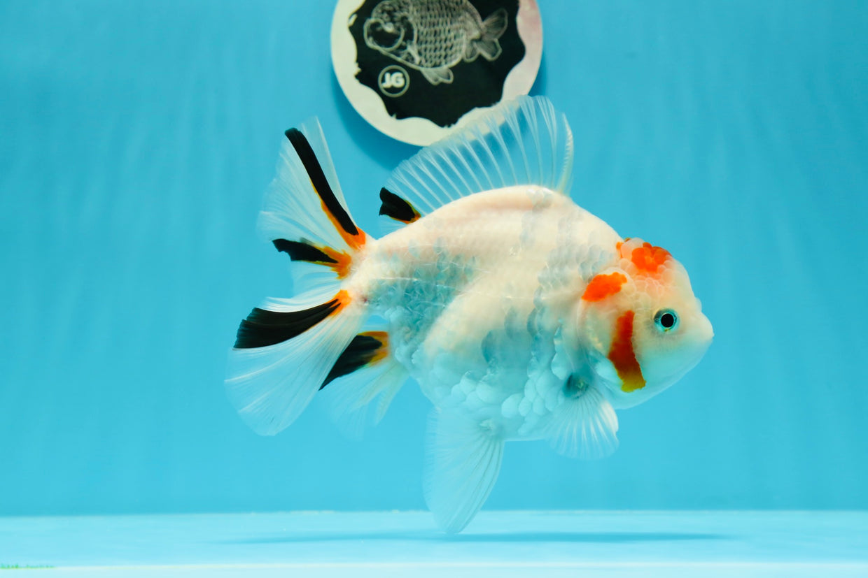 New Arrivals – Page 2 – Jimmy Goldfish