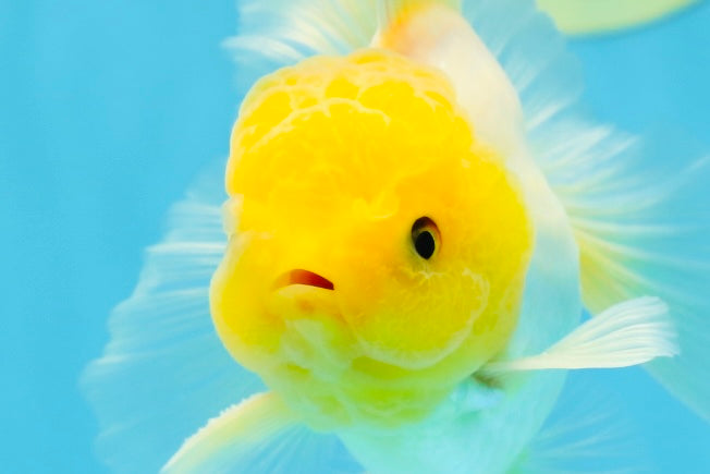 SUPER RARE AAA Grade Vivid Lemonhead Oranda Male 4 inches #013125OR_18 ...