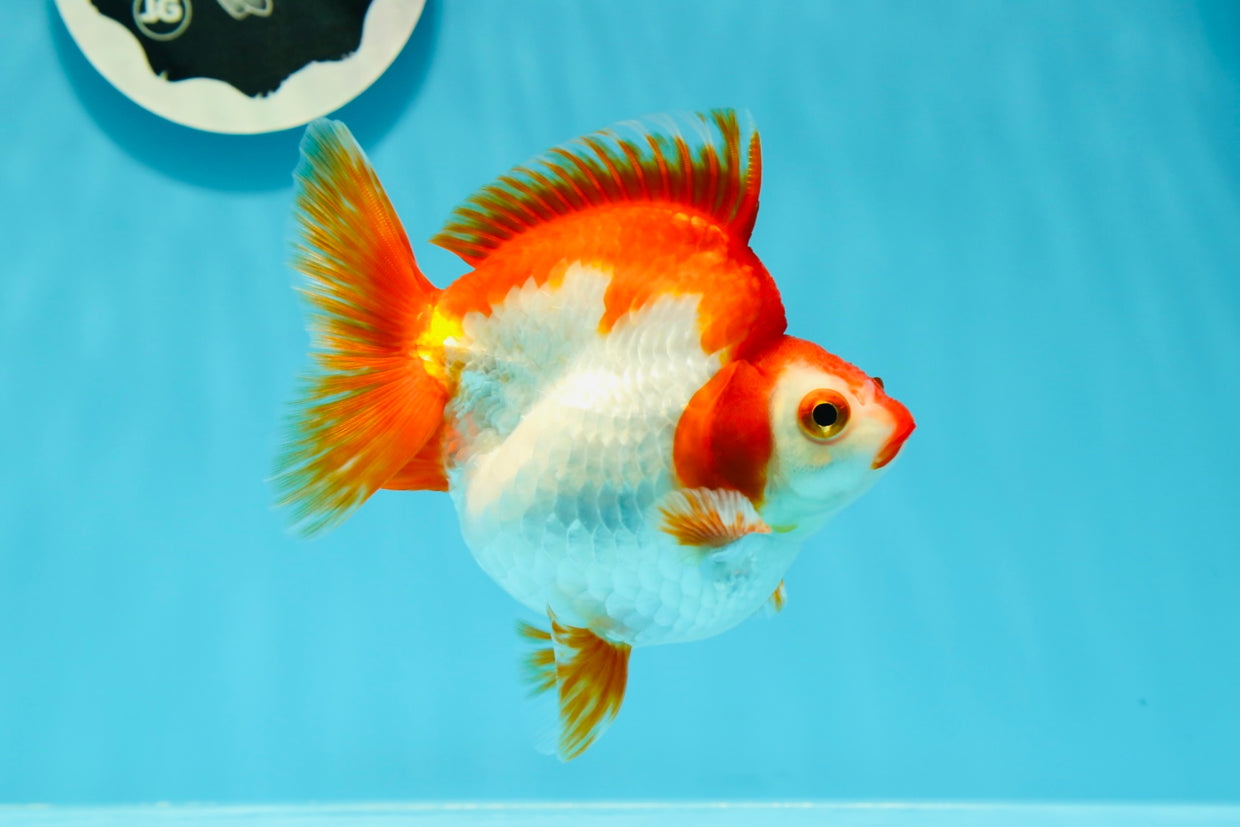 New Arrivals – Page 2 – Jimmy Goldfish