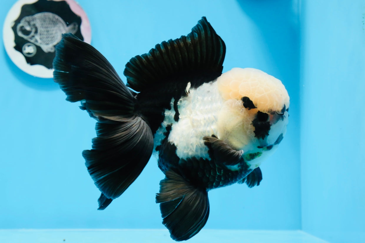 New Arrivals – Page 2 – Jimmy Goldfish