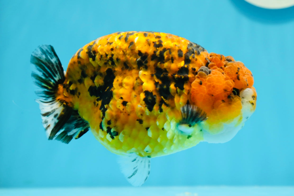 New Arrivals – Page 2 – Jimmy Goldfish