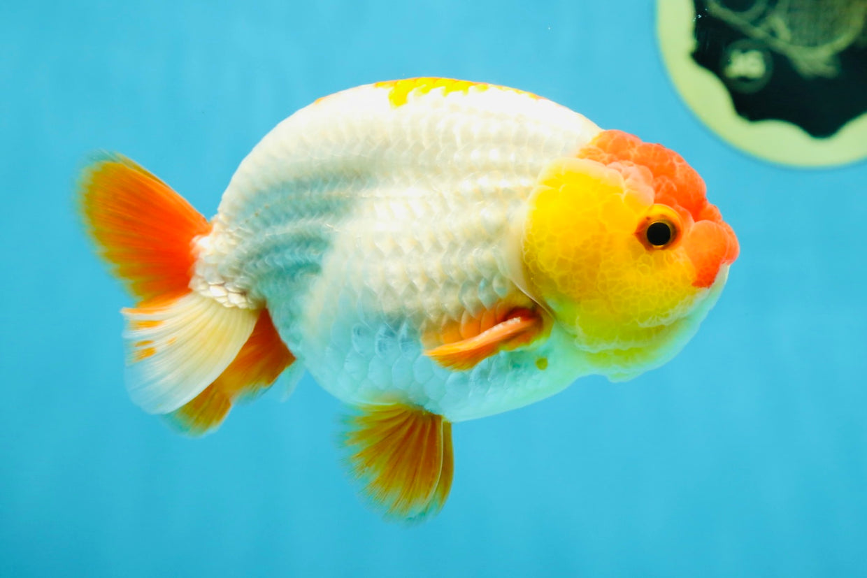 Special Lionchu – Jimmy Goldfish