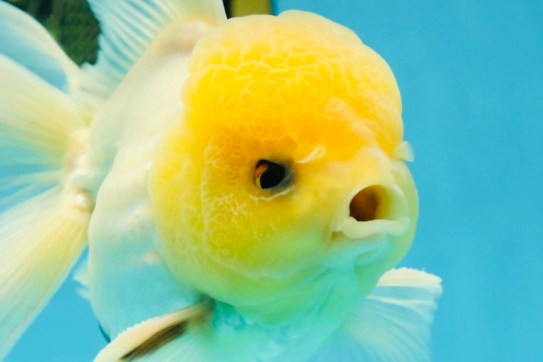 CHONKY A Grade White Button Eyes Oranda Male 5-5.5 inches #041825OR_13 ...
