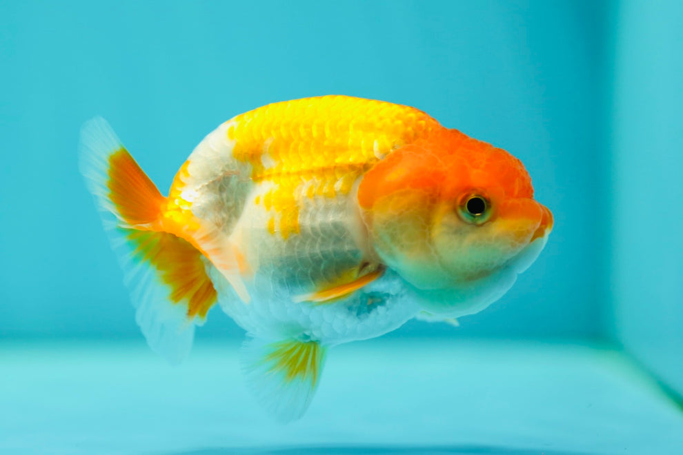 Lionchu Male 3-3.5 inches #0512LC_15 – Jimmy Goldfish