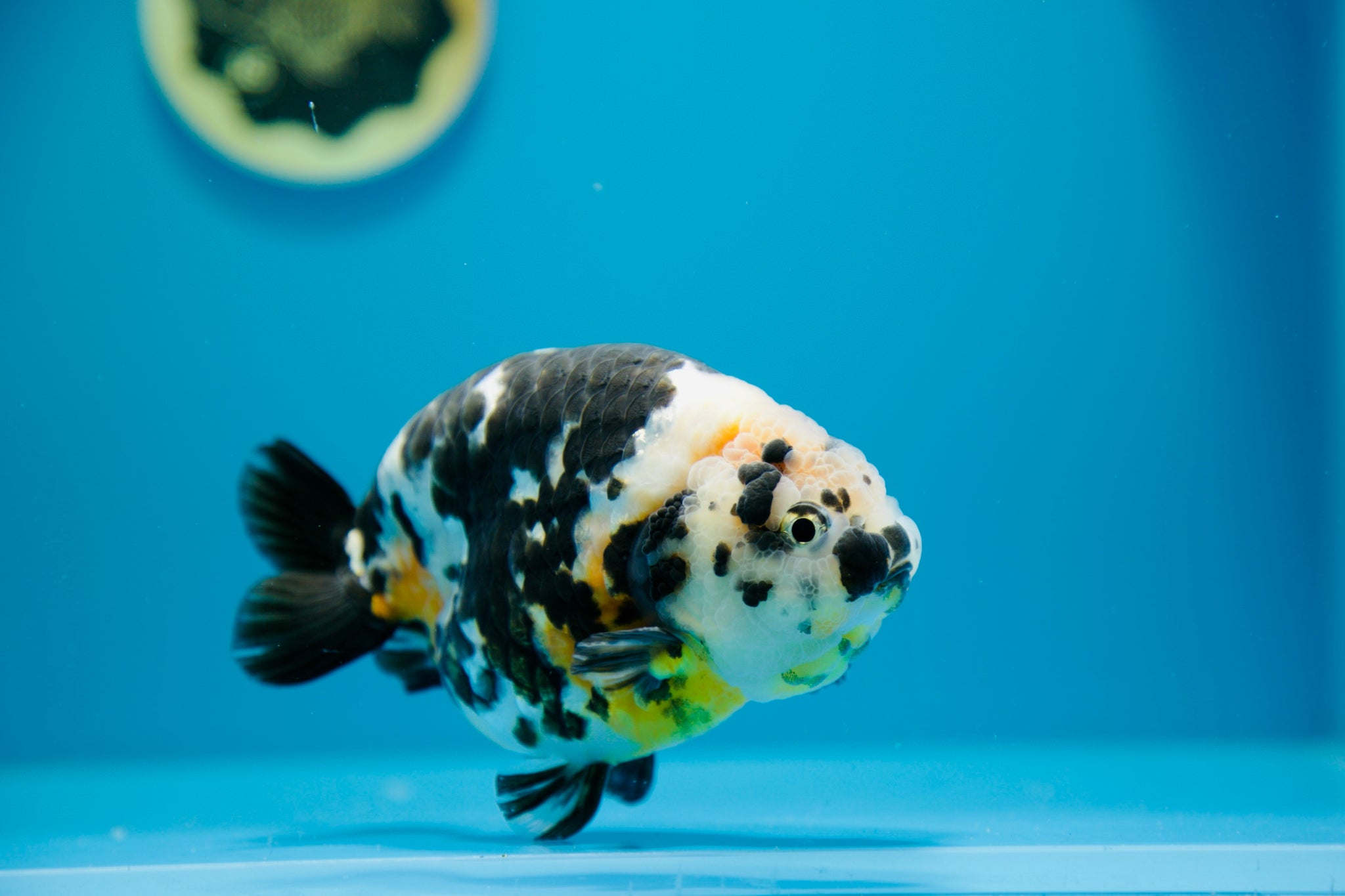 Super Cow Ranchu #06 5inches Male – Jimmy Goldfish