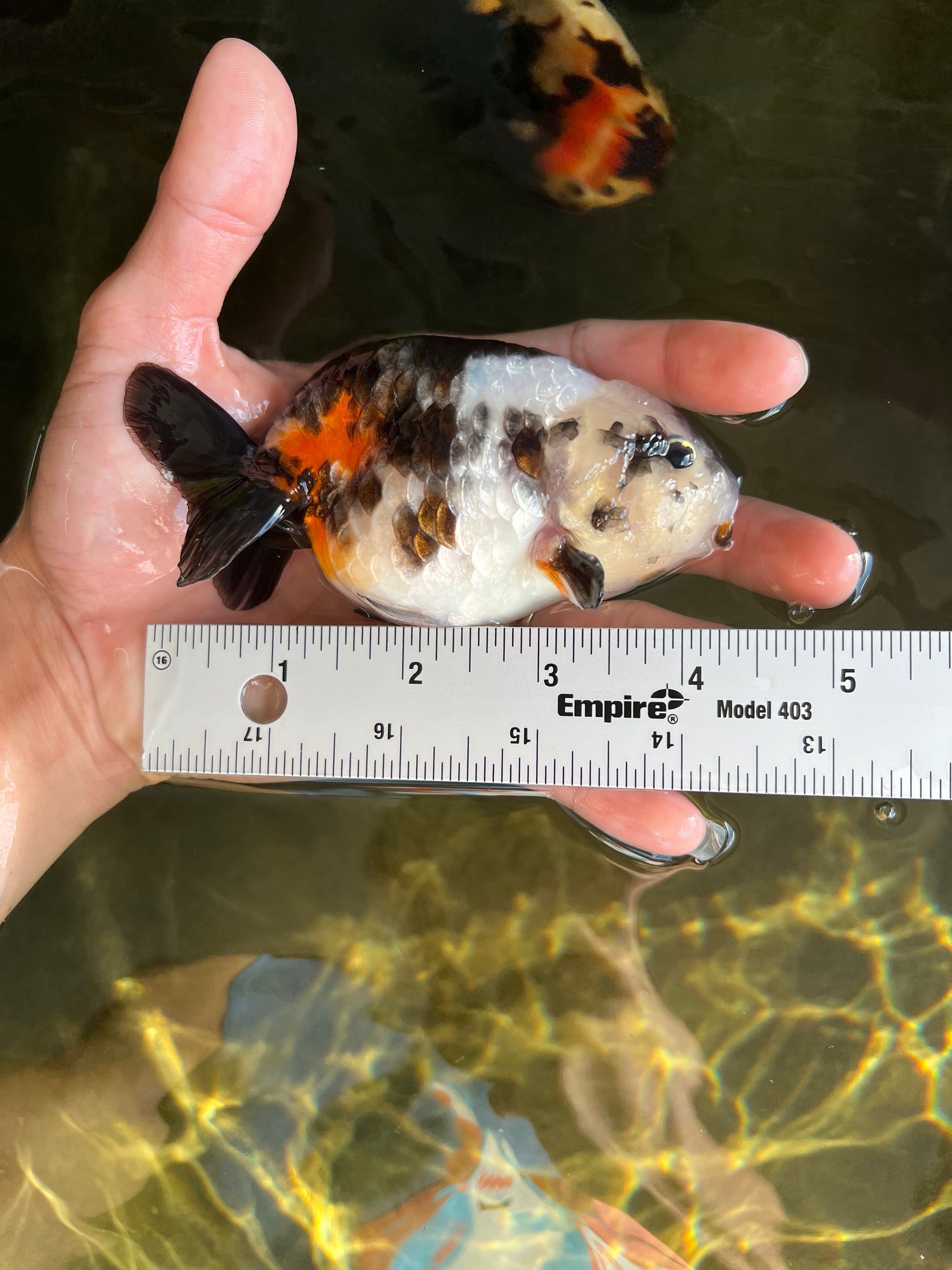 Super Cow ranchu #01 4-4.5inches Female – Jimmy Goldfish