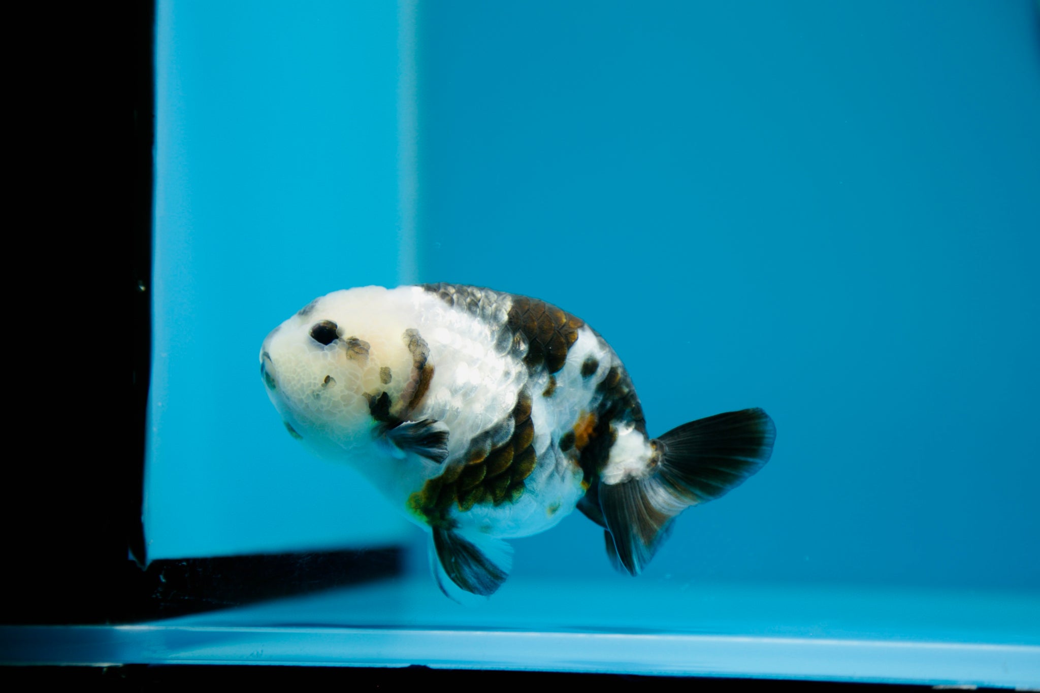 Super Cow ranchu #01 4-4.5inches Female – Jimmy Goldfish