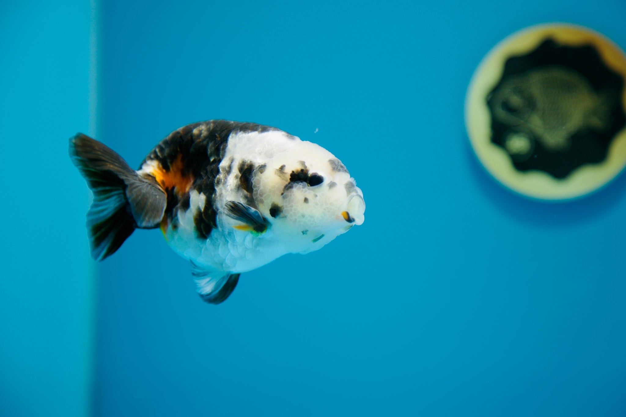 Super Cow ranchu #01 4-4.5inches Female – Jimmy Goldfish