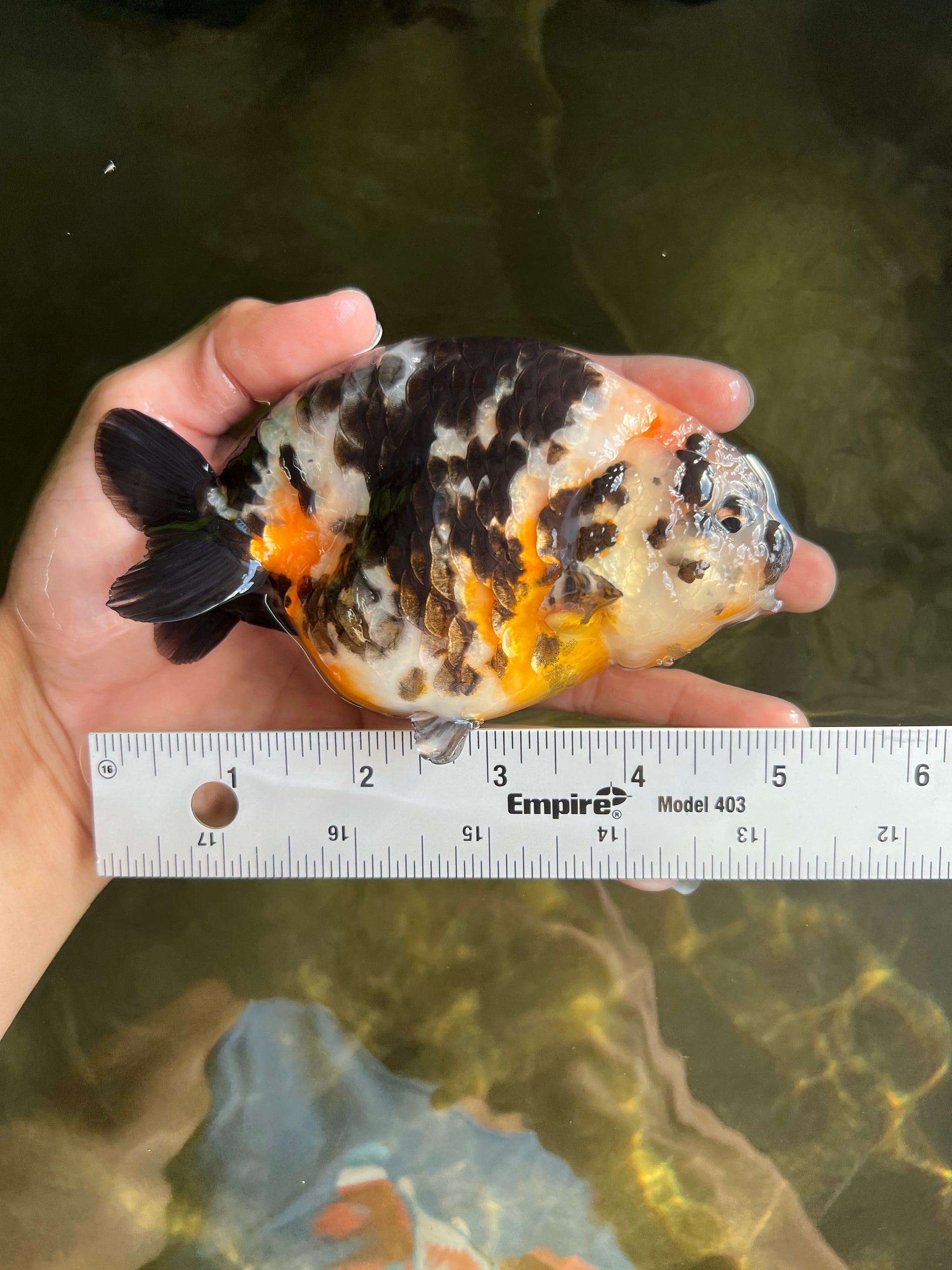 Super Cow Ranchu #06 5inches Male – Jimmy Goldfish