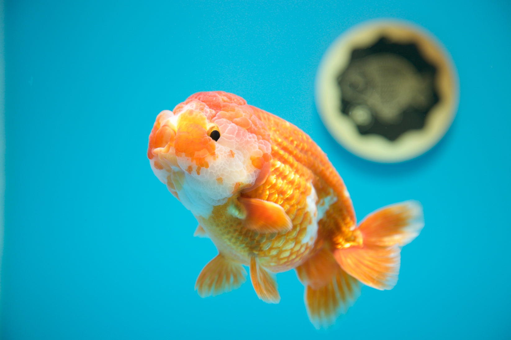 Super Red Lionchu 5-5.5 inches Male – Jimmy Goldfish