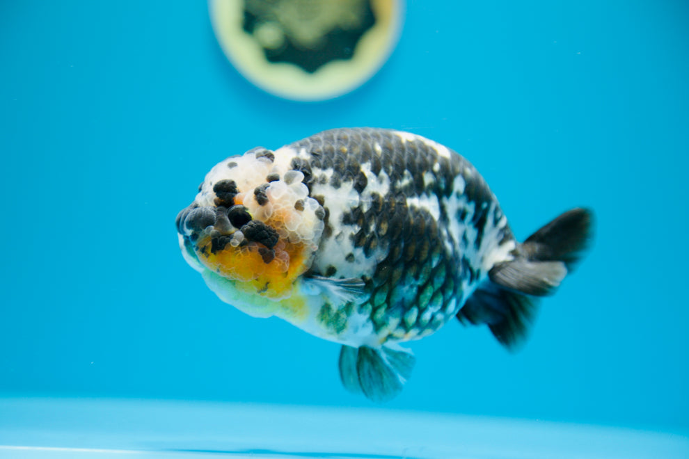 Super Cow ranchu #04 5-5.5inches Male – Jimmy Goldfish