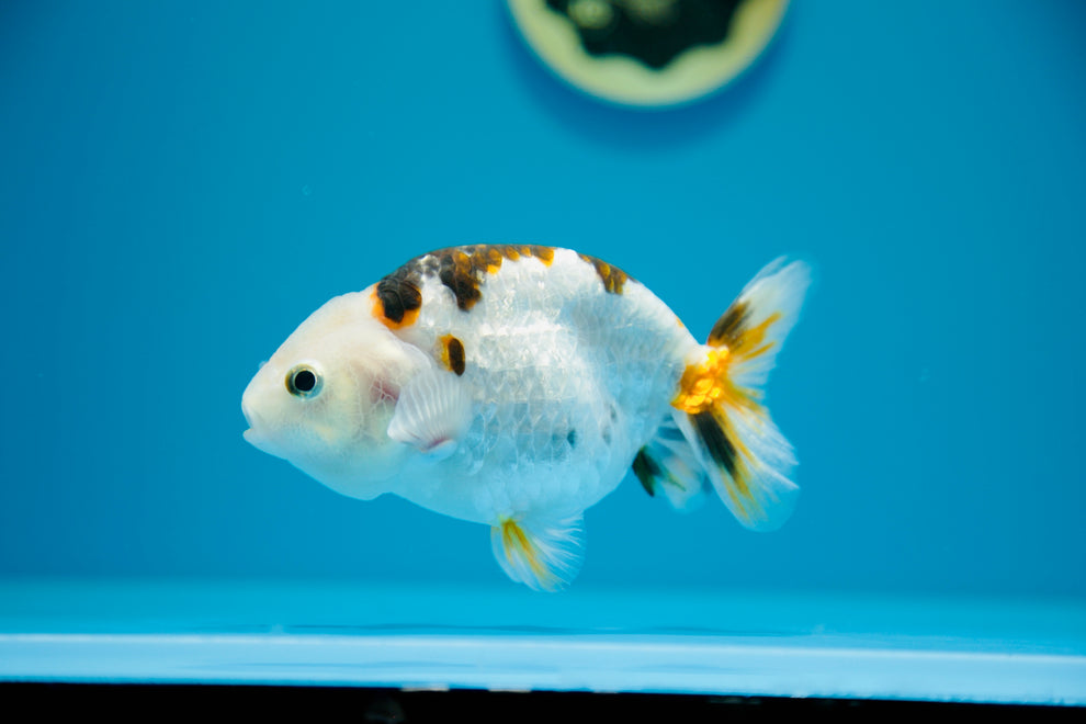 Super Tricolor Cow ranchu #05 4.5 inches Male – Jimmy Goldfish