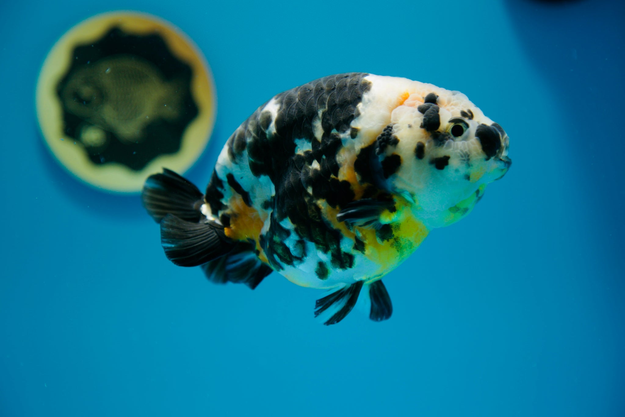 Super Cow Ranchu #06 5inches Male – Jimmy Goldfish