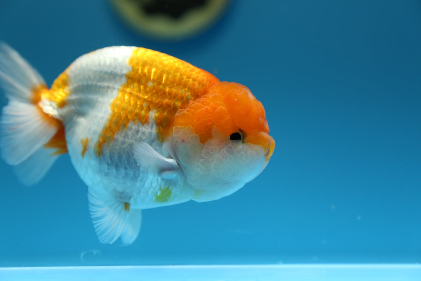 Super Lionchu RW #01 4.5-5 inches Male – Jimmy Goldfish